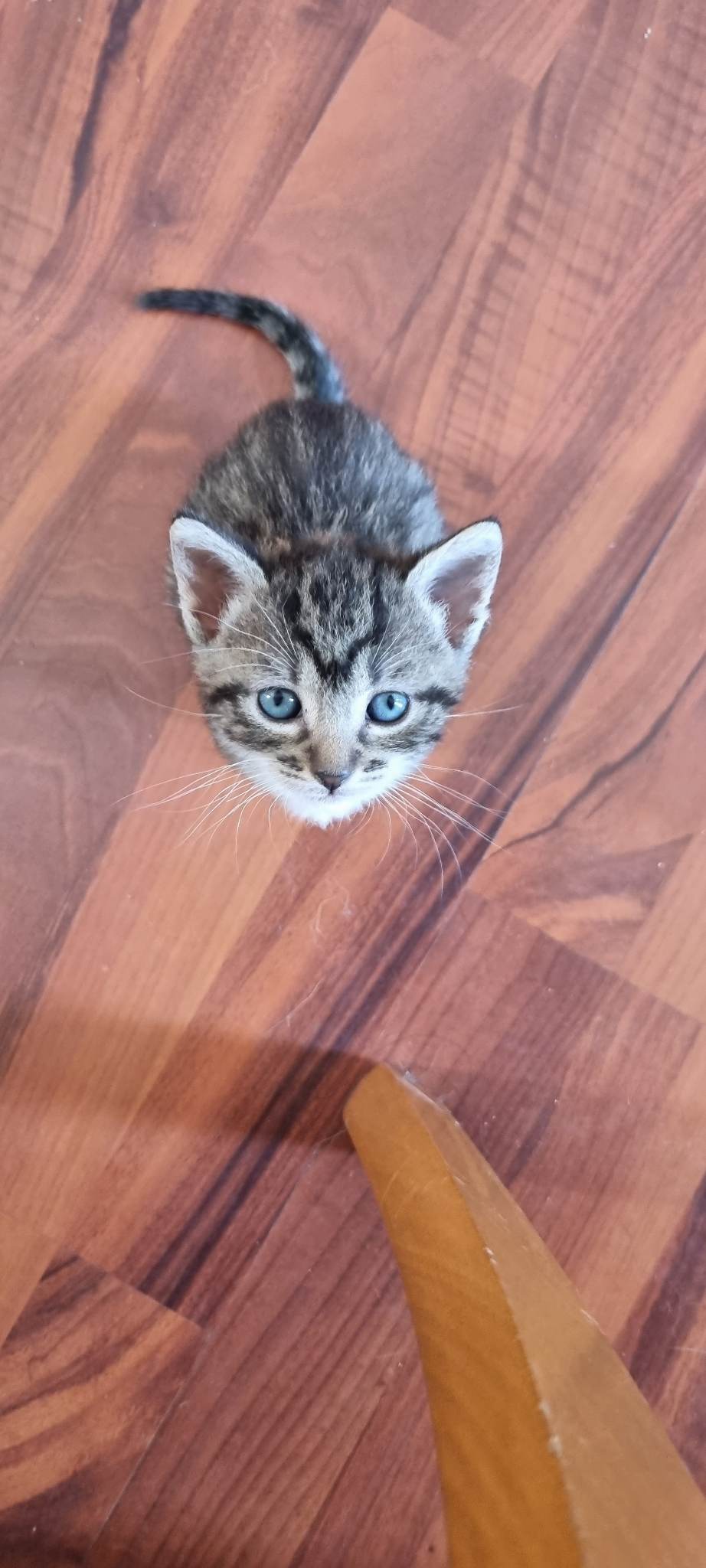 Adopter un chat, un chaton | Refuge l'Univers des 4 pattes Tarn 81