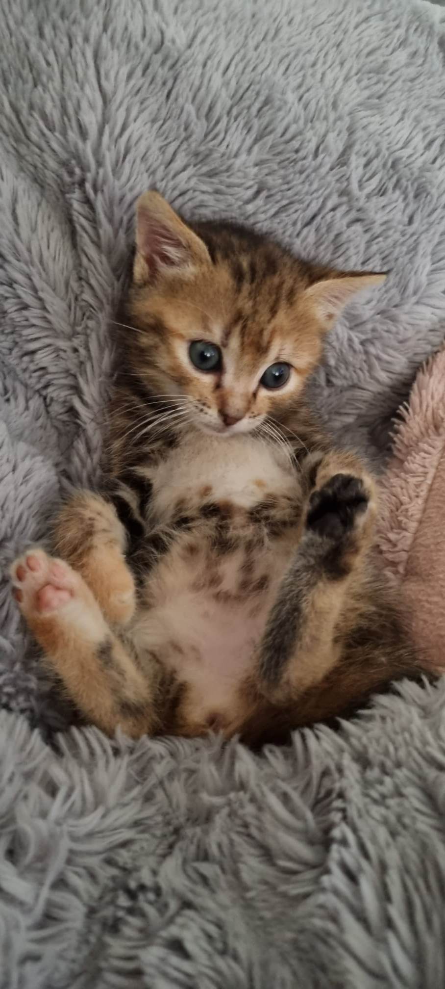 Adopter un chat, un chaton | Refuge l'Univers des 4 pattes Tarn 81
