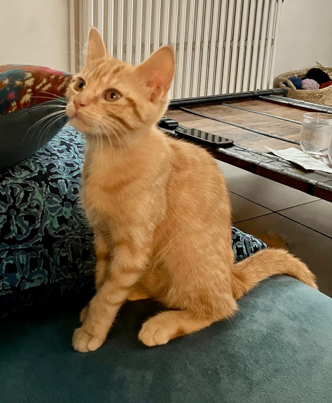 Adopter un chat, un chaton | Refuge l'Univers des 4 pattes Tarn 81