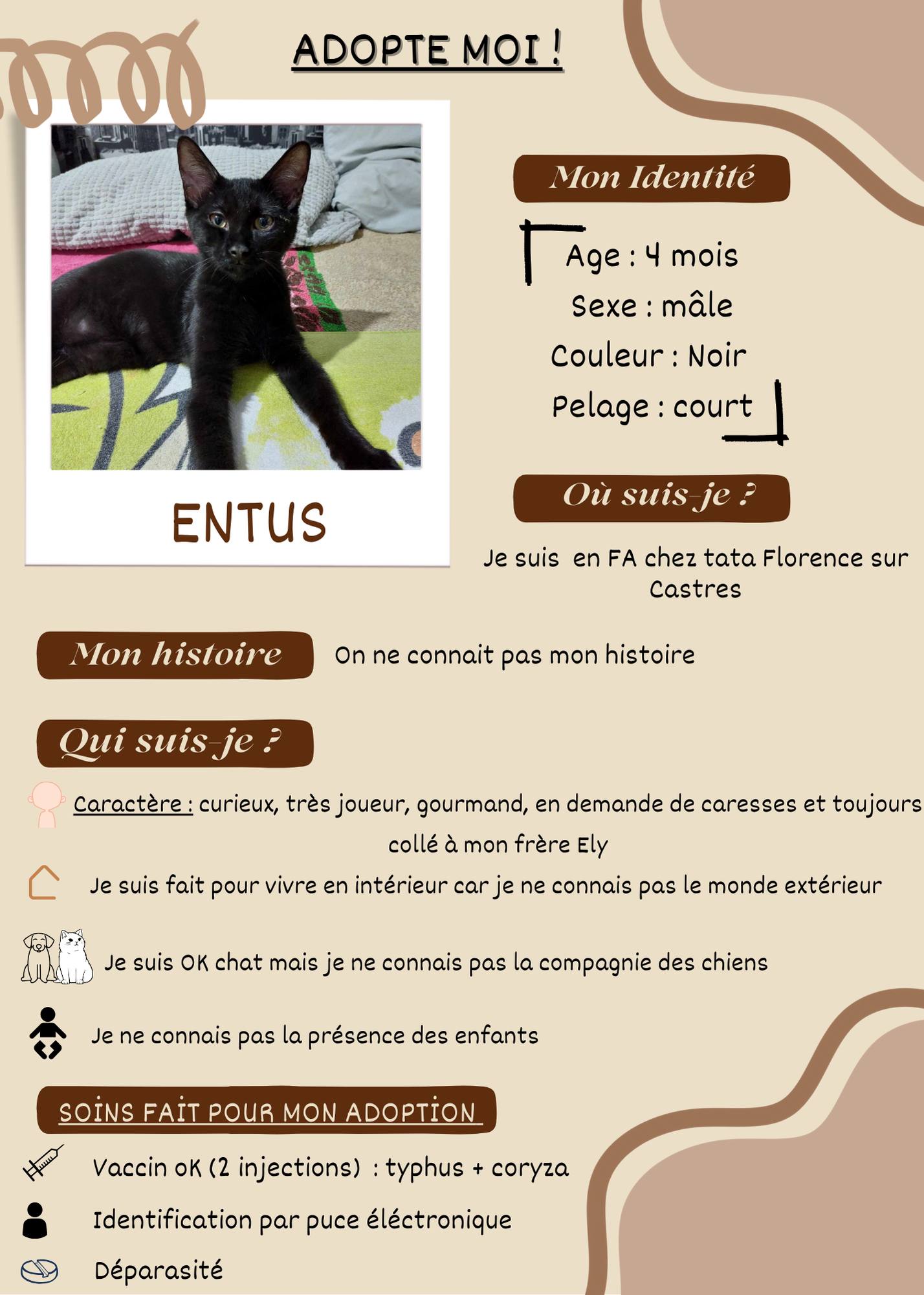 Adopter un chat, un chaton | Refuge l'Univers des 4 pattes Tarn 81