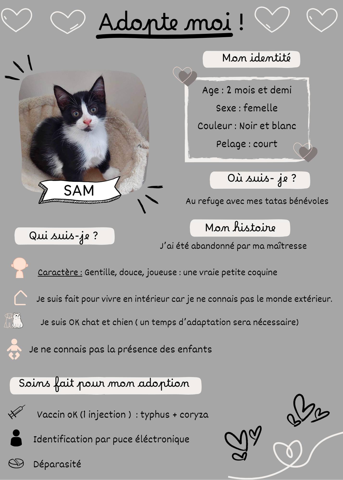 Adopter un chat, un chaton | Refuge l'Univers des 4 pattes Tarn 81